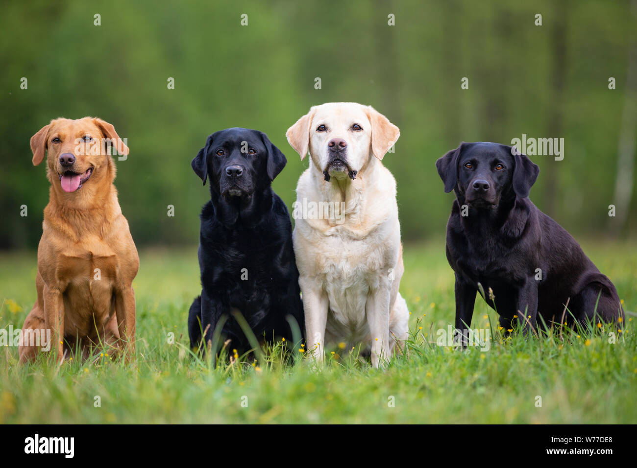 Labrador dog hi-res stock photography and images - Alamy