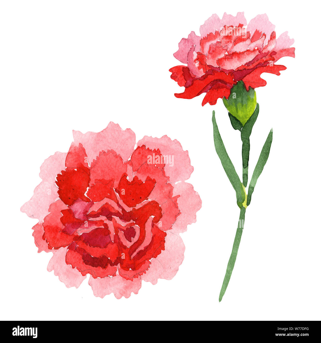 Red dianthus floral botanical flowers. Watercolor background ...