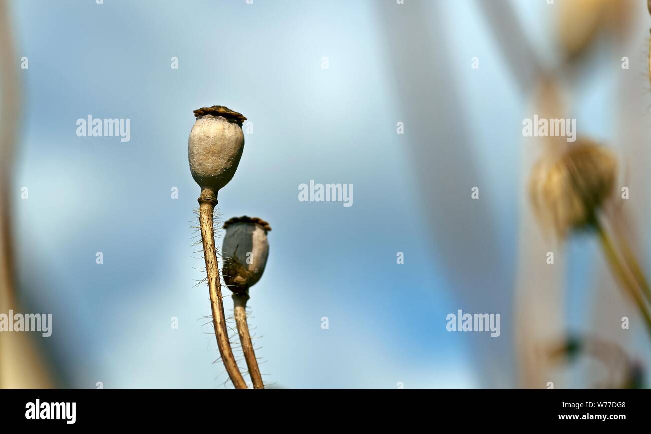 Dry Poppy Field. Poppy field with dry poppies. Close up poppy Stock ...