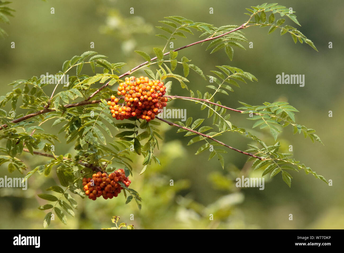 Seed bearing berries hi-res stock photography and images - Alamy