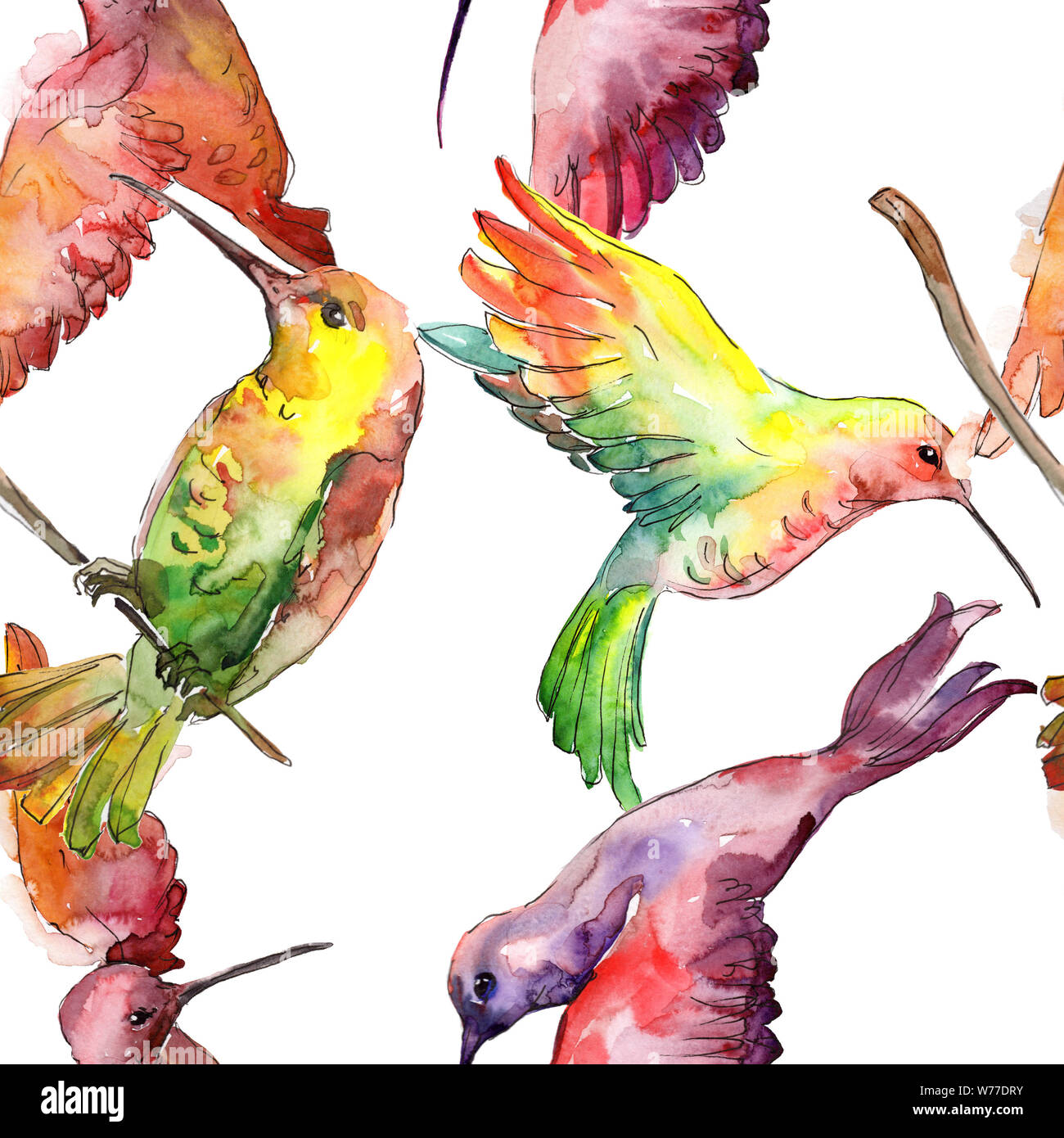 Sky bird colibri in a wildlife. Watercolor background illustration set ...