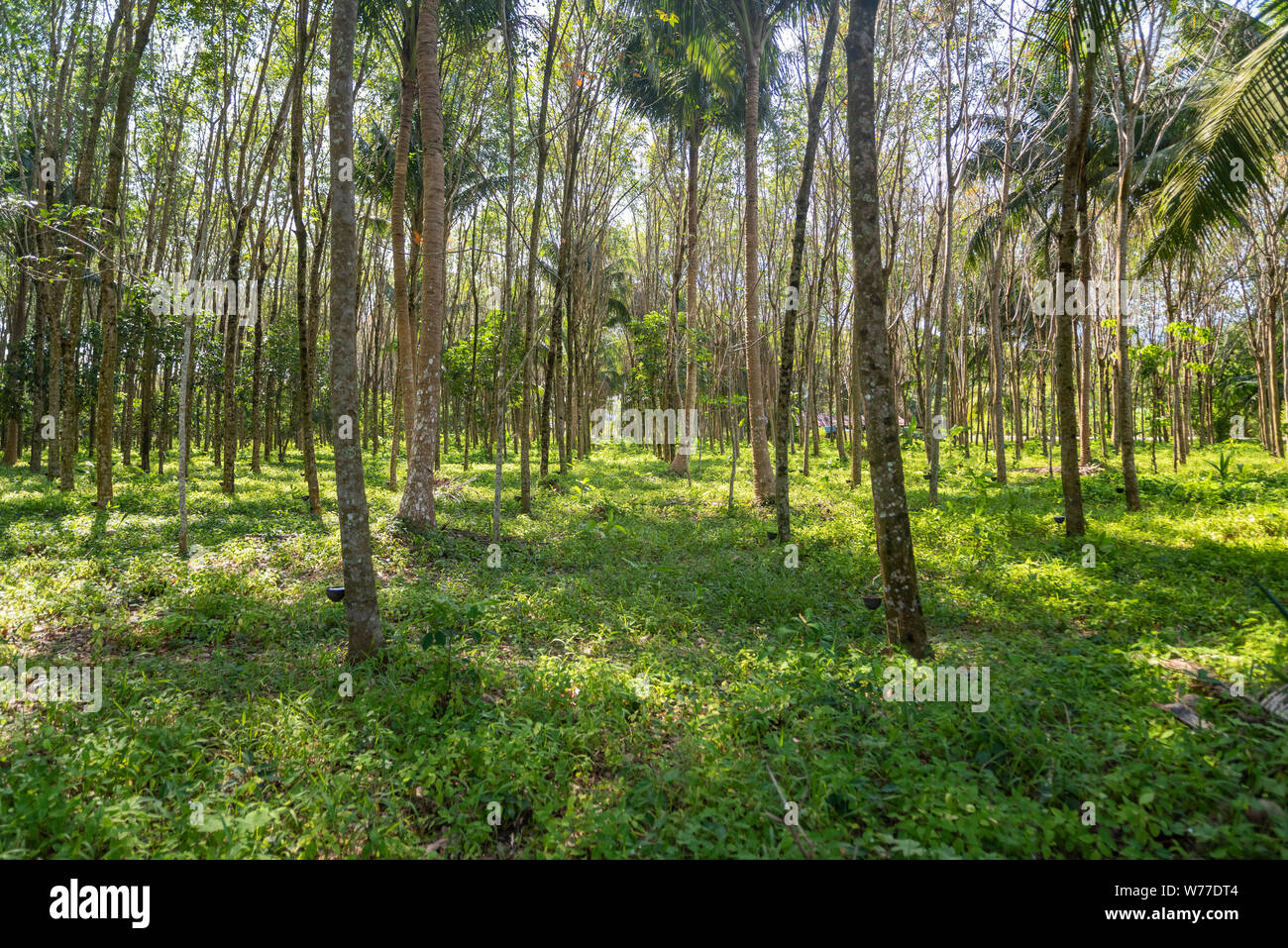 Hevea Plantation with established bowls for collecting the sap of these ...