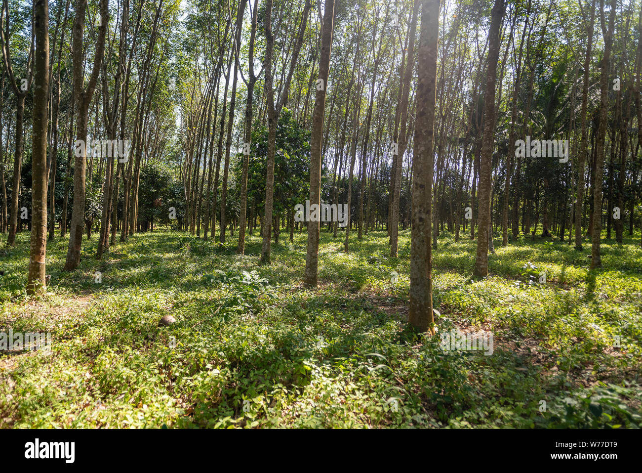Hevea Plantation with established bowls for collecting the sap of these ...