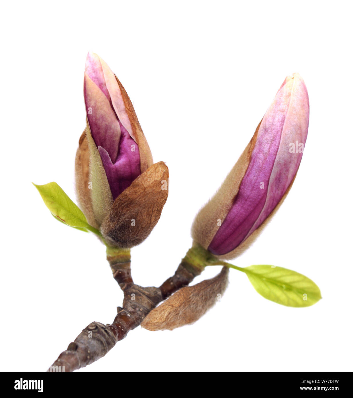 Magnolia detail Cut Out Stock Images & Pictures - Alamy