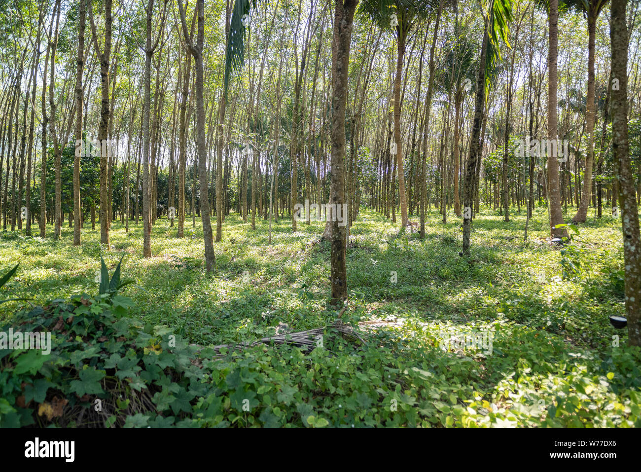 Hevea Plantation with established bowls for collecting the sap of these ...