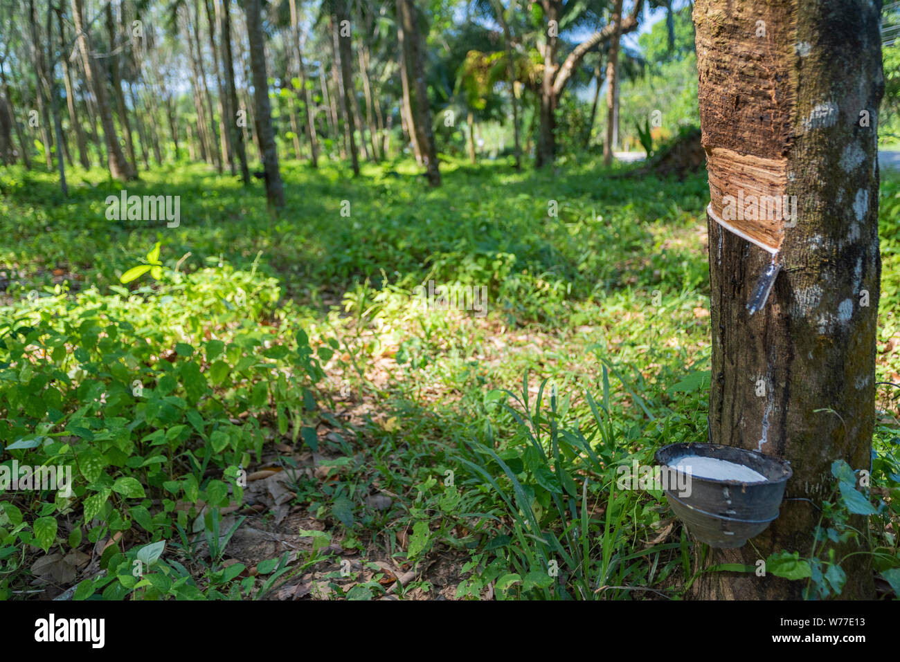 Hevea Plantation with established bowls for collecting the sap of these ...
