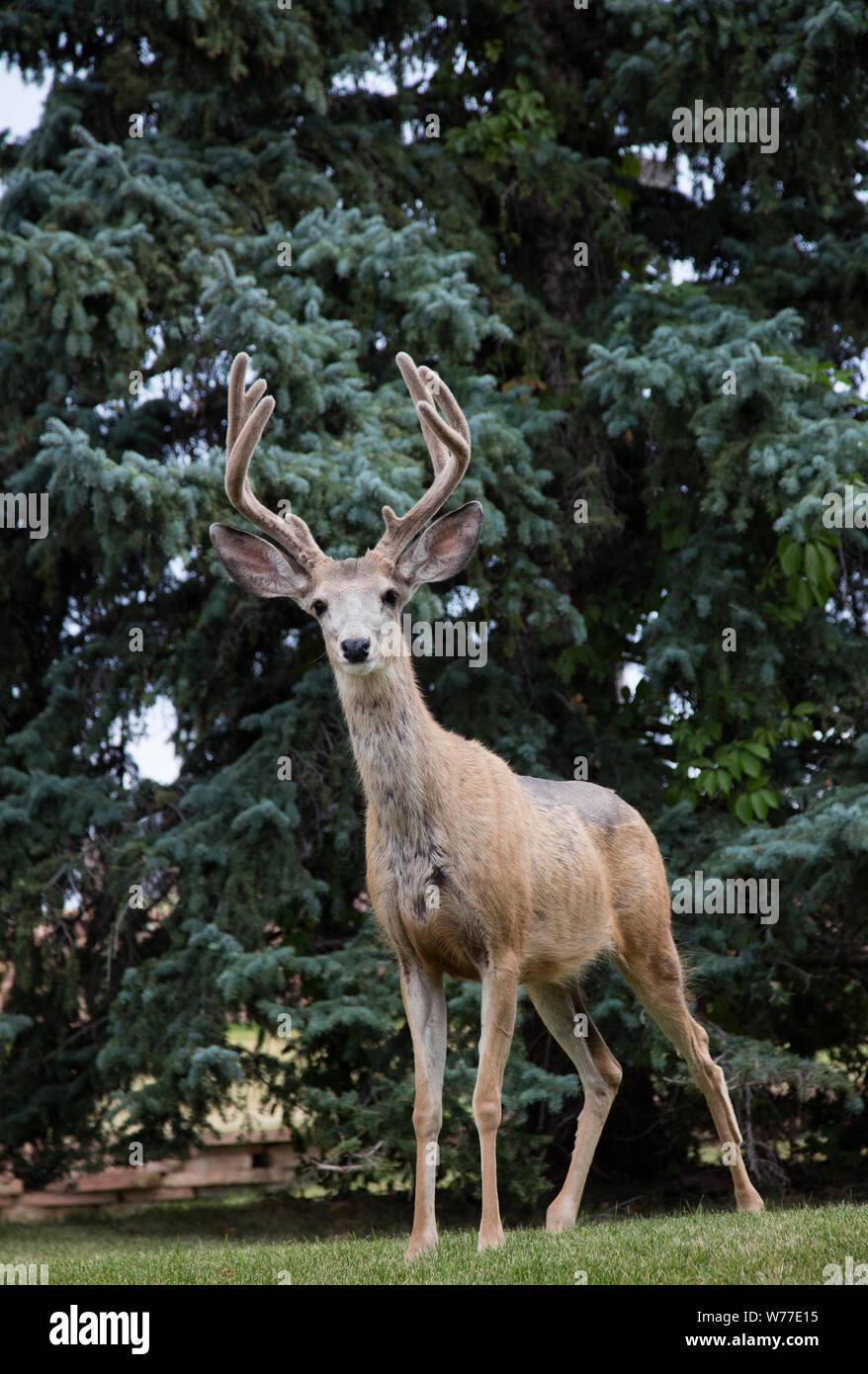 A very real, very live, very tame deer in a small park the heart of the ...