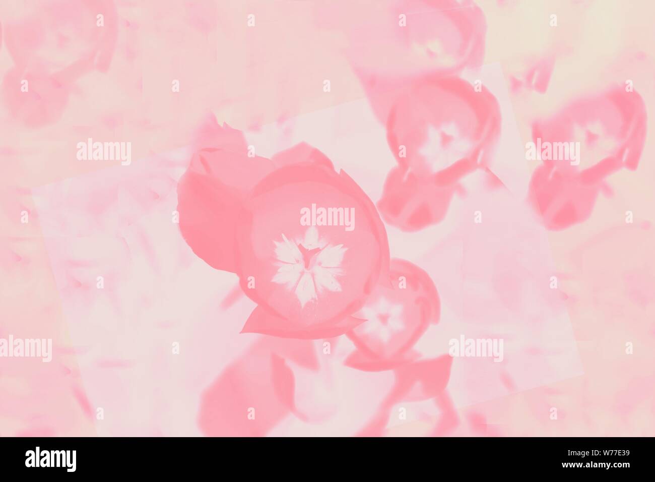 Light coral color gradient background with floral pattern. Abstract ...