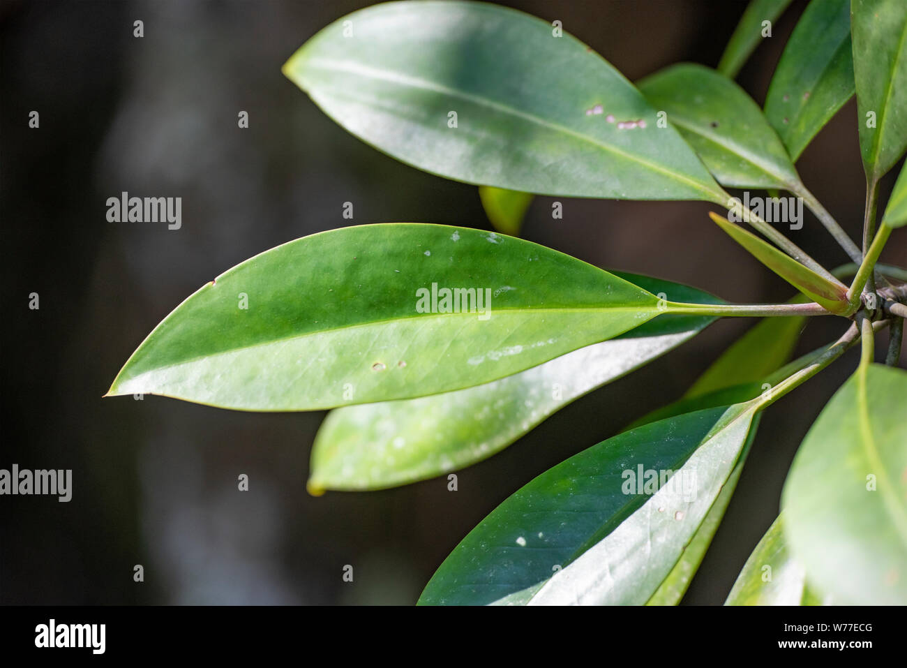 Mangrove leaves in natural light. Thailand, Koh Chang Island Stock ...