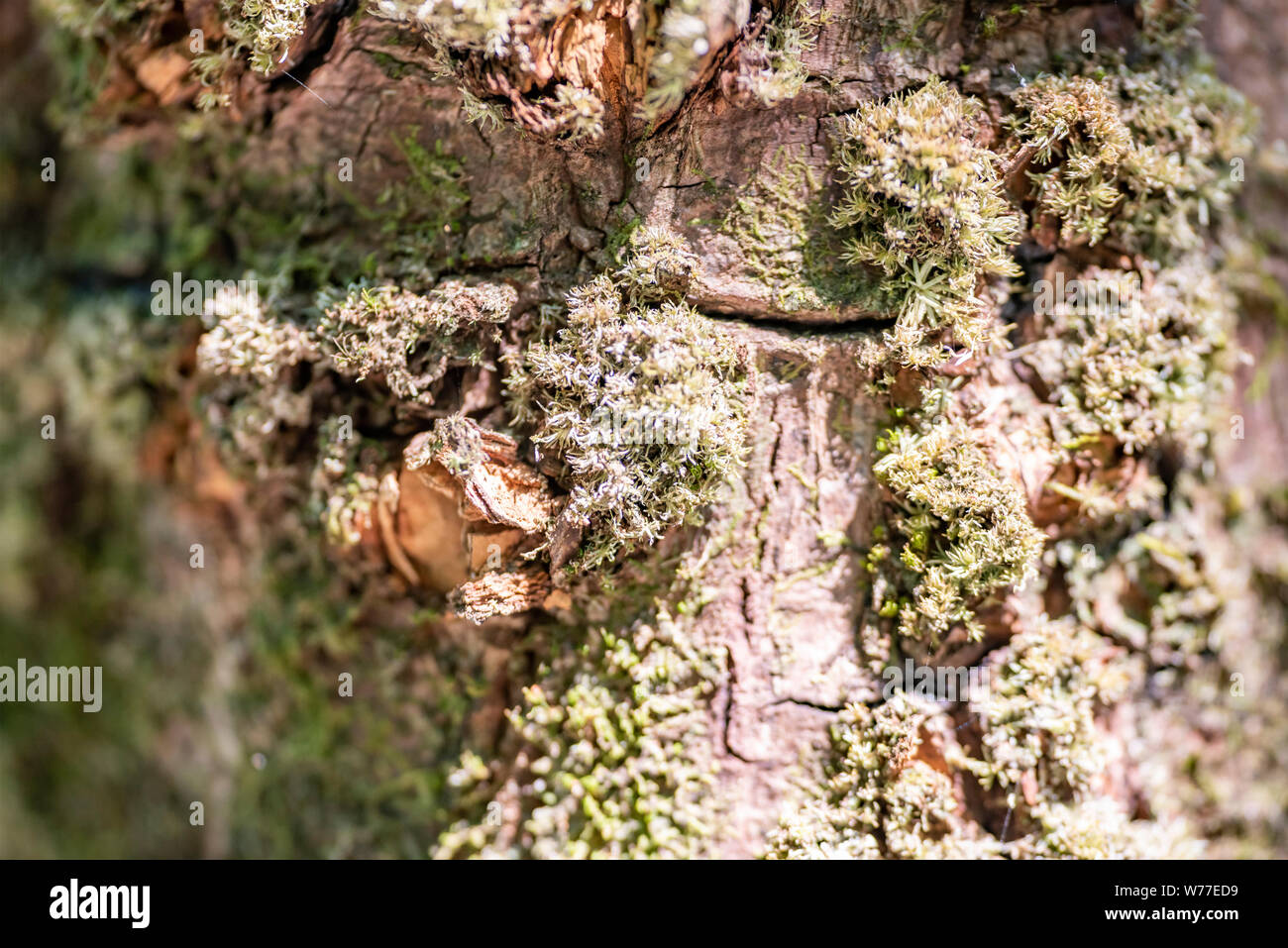 Mangrove shoot hi-res stock photography and images - Alamy