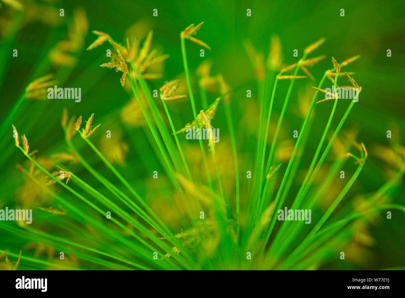 Green plant micro close-up in blast pattern Stock Photo - Alamy