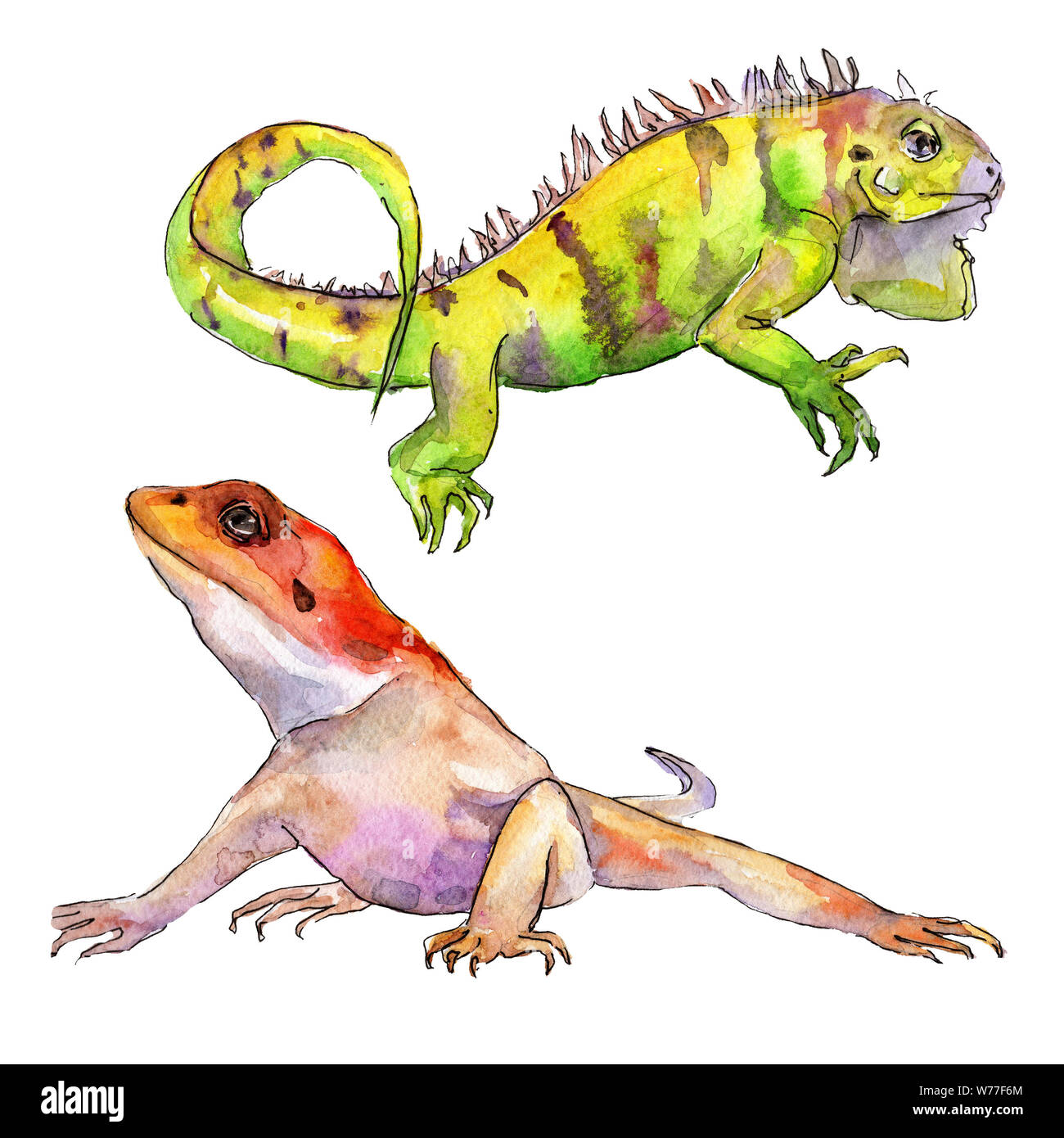 Guana lizard in nature iguana hi-res stock photography and images - Alamy