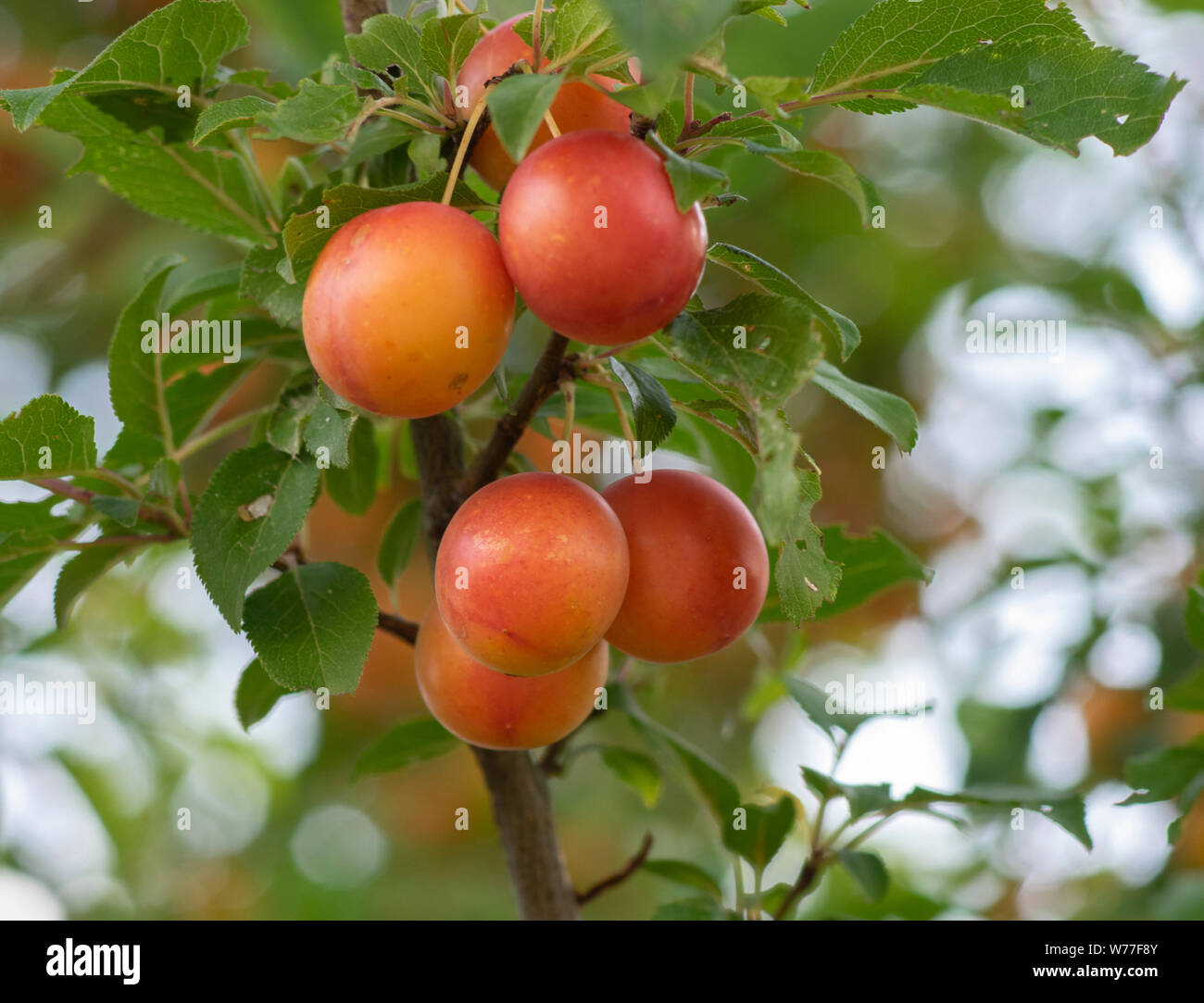 Myrobalan plum hi-res stock photography and images - Alamy