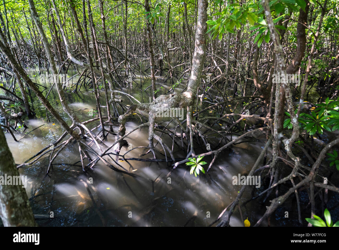 Mangroves broome mangrove hi-res stock photography and images - Alamy