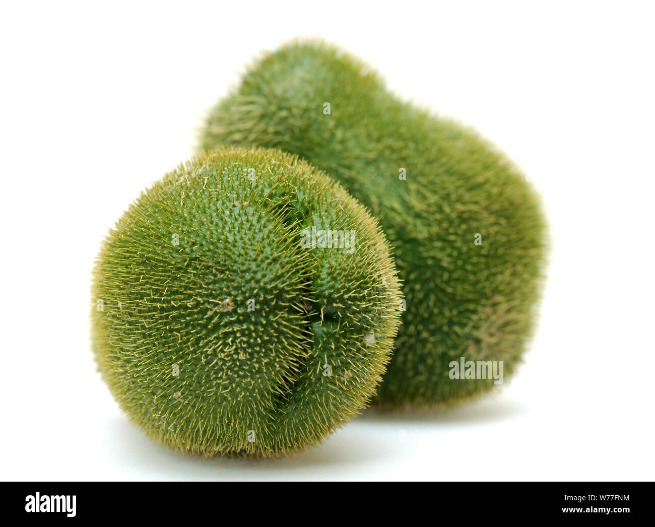 two Chayote Squash On White Background Stock Photo - Alamy