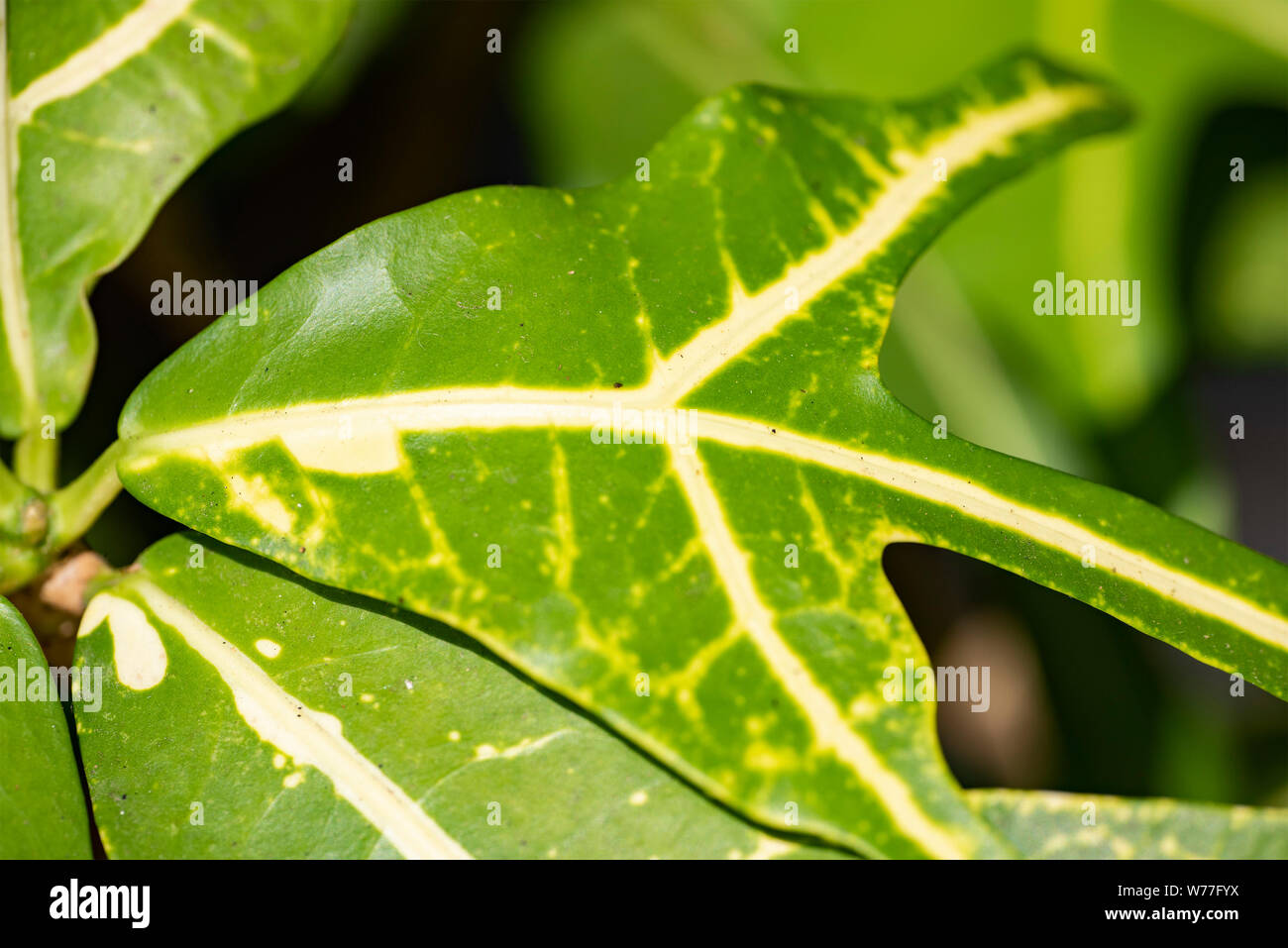 Geranium quercifolia hi-res stock photography and images - Alamy