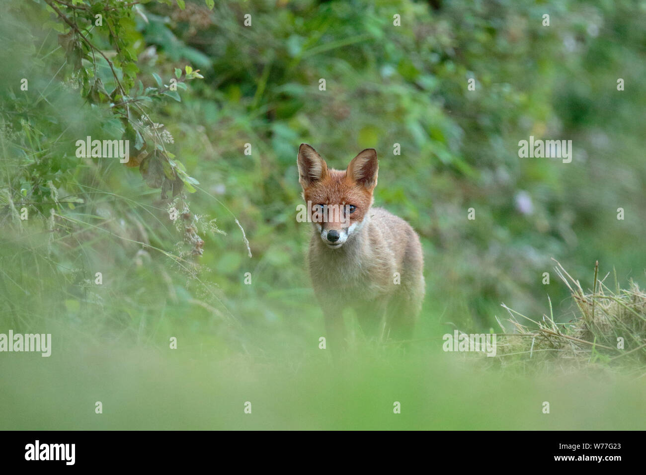 Red Fox cub Stock Photo - Alamy