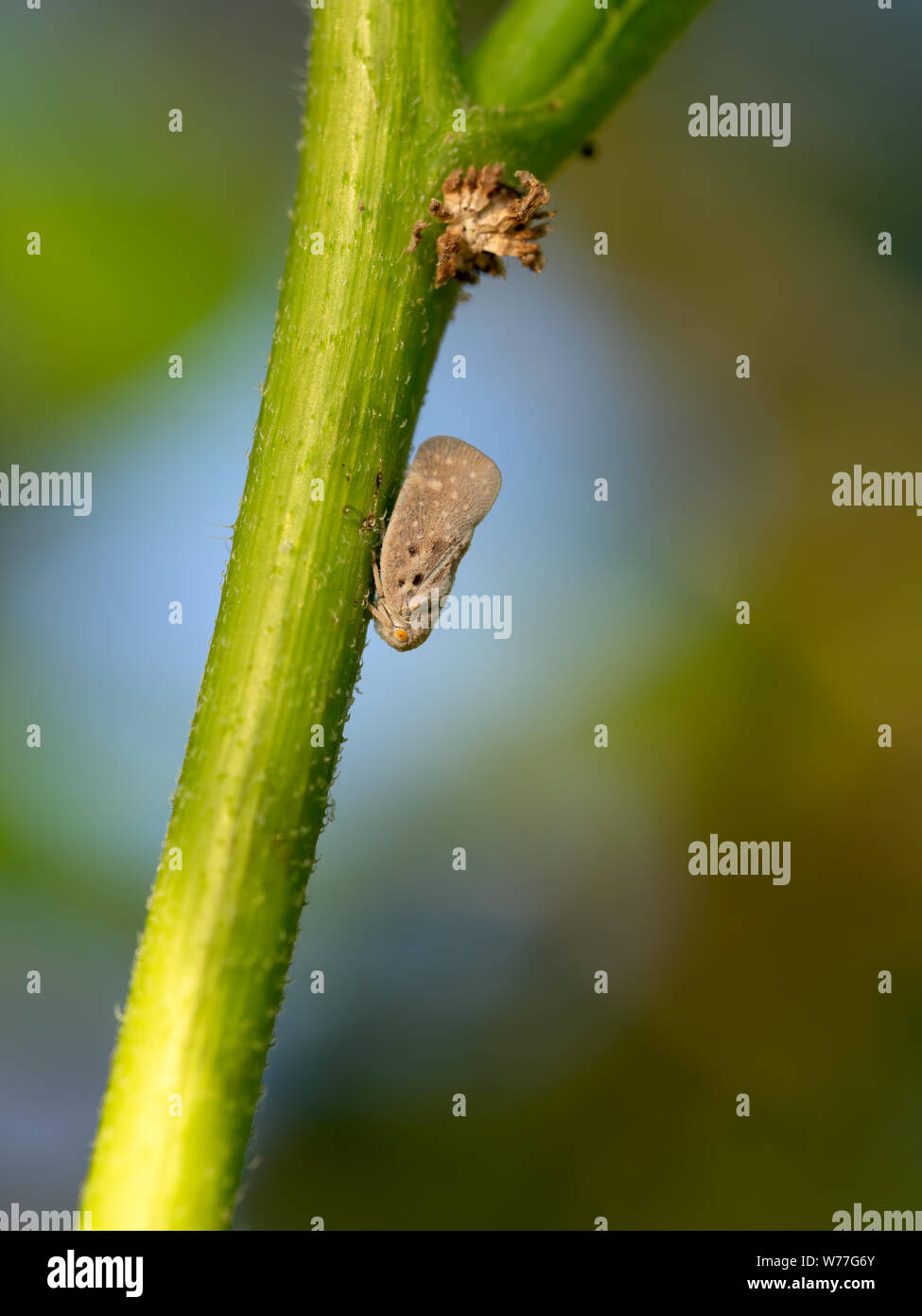 Citrus flatid planthopper - Metcalfa pruinosa, on stalk. Pest Stock ...
