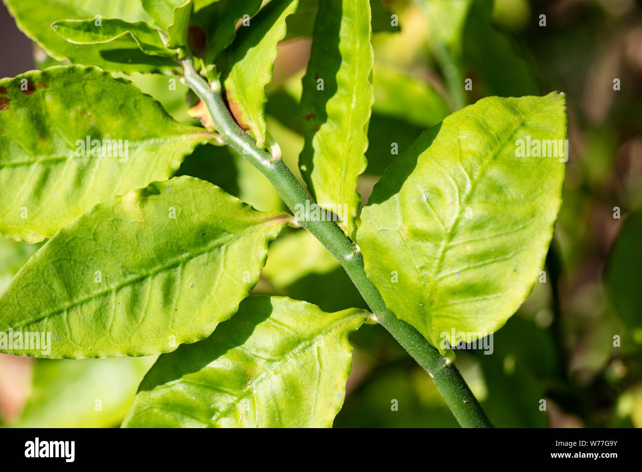 Stem and lemon leaves close up. Koh Chang Island, Thailand Stock Photo ...
