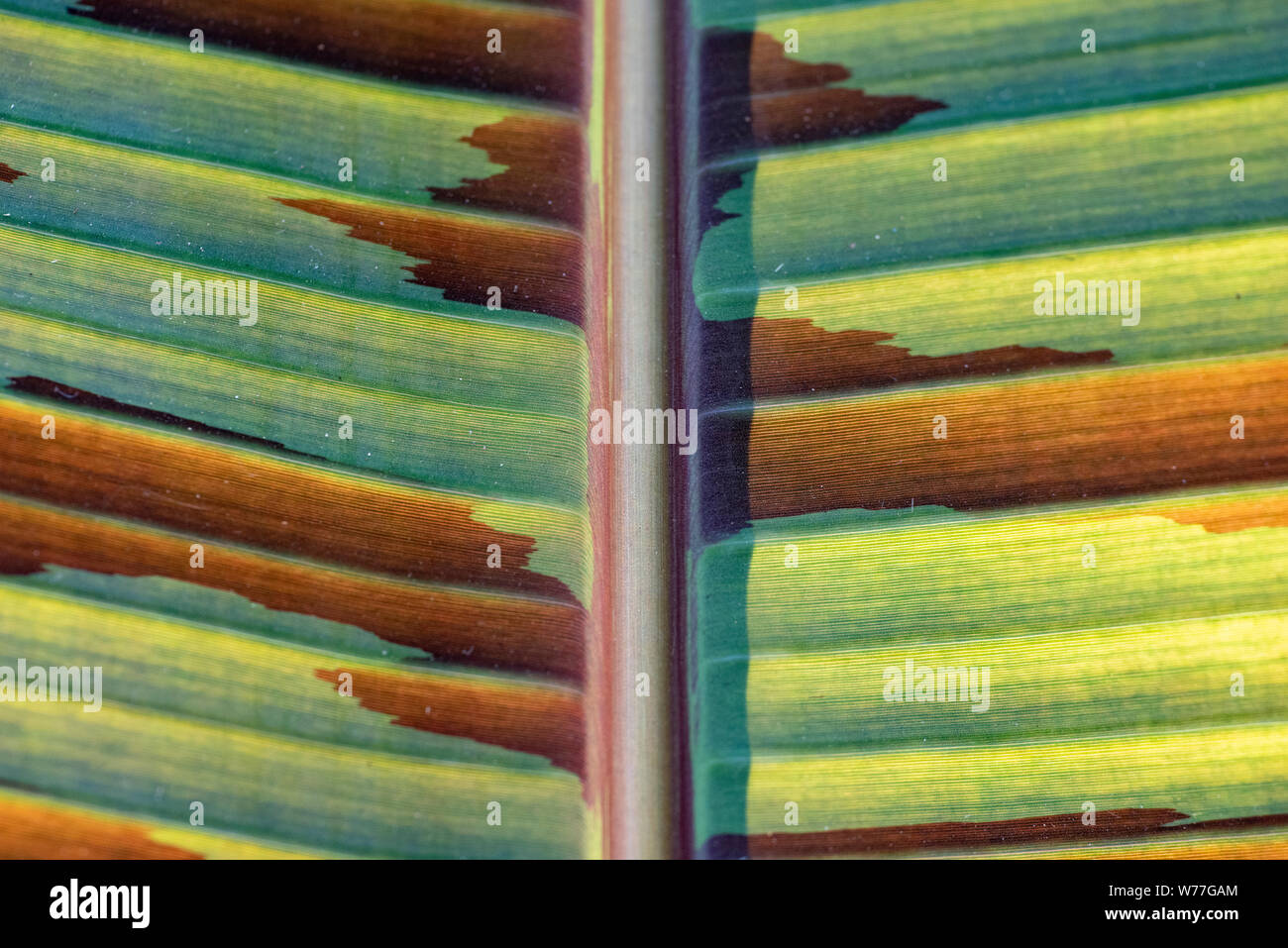 Visible leaf structures hi-res stock photography and images - Alamy