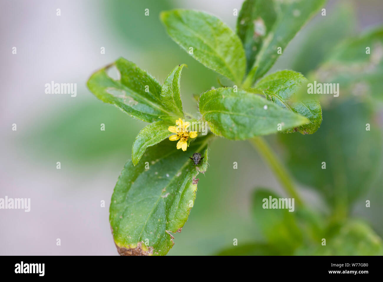Plant Calyptocarpus vialis with natural light, close-up. Thailand, Koh ...