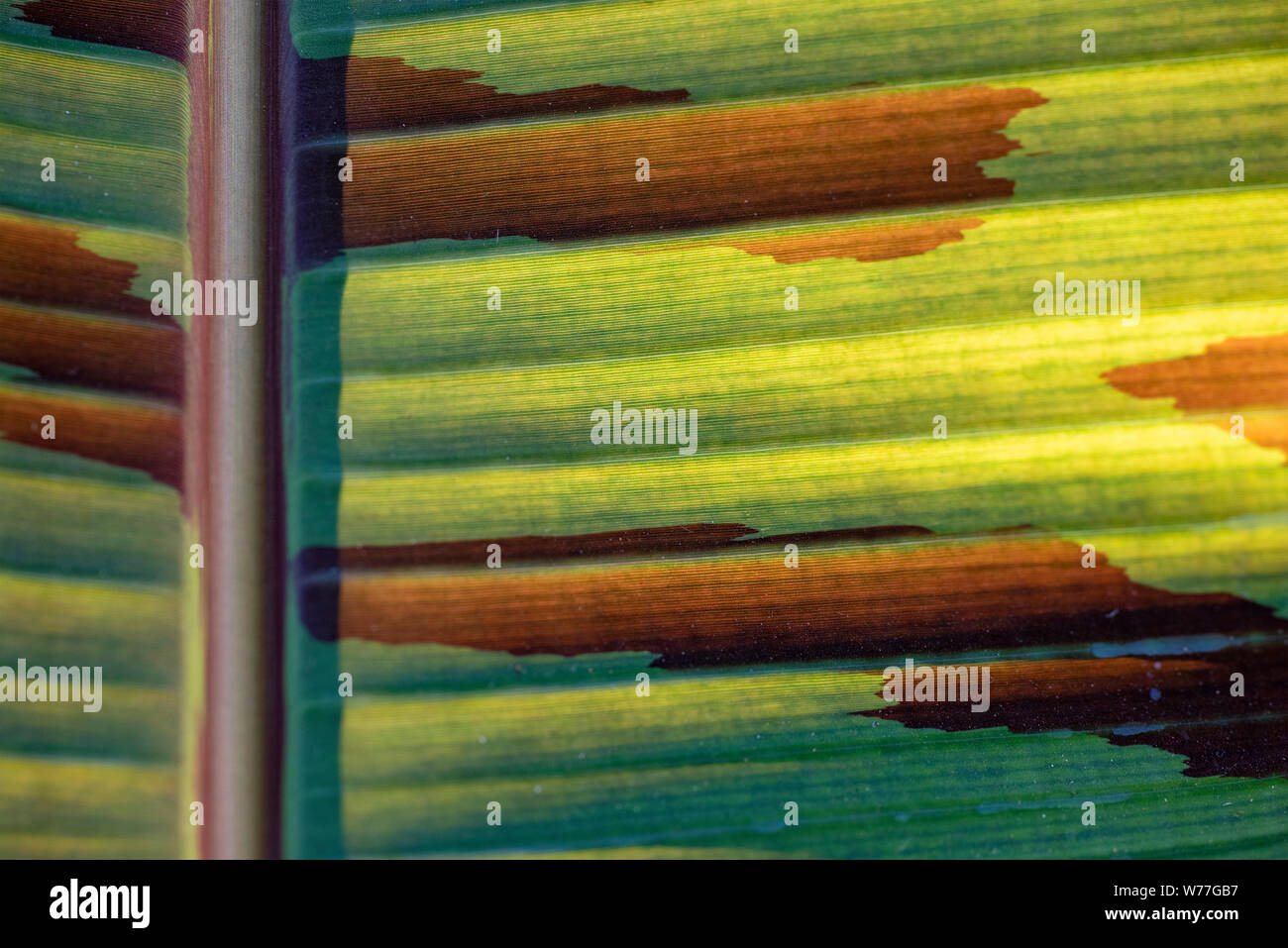 Visible leaf structures hi-res stock photography and images - Alamy