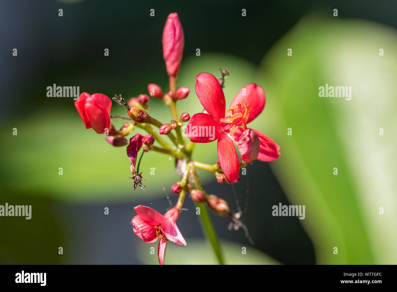 Red flowers of Jatropha plant close-up in natural light. Thailand Stock ...