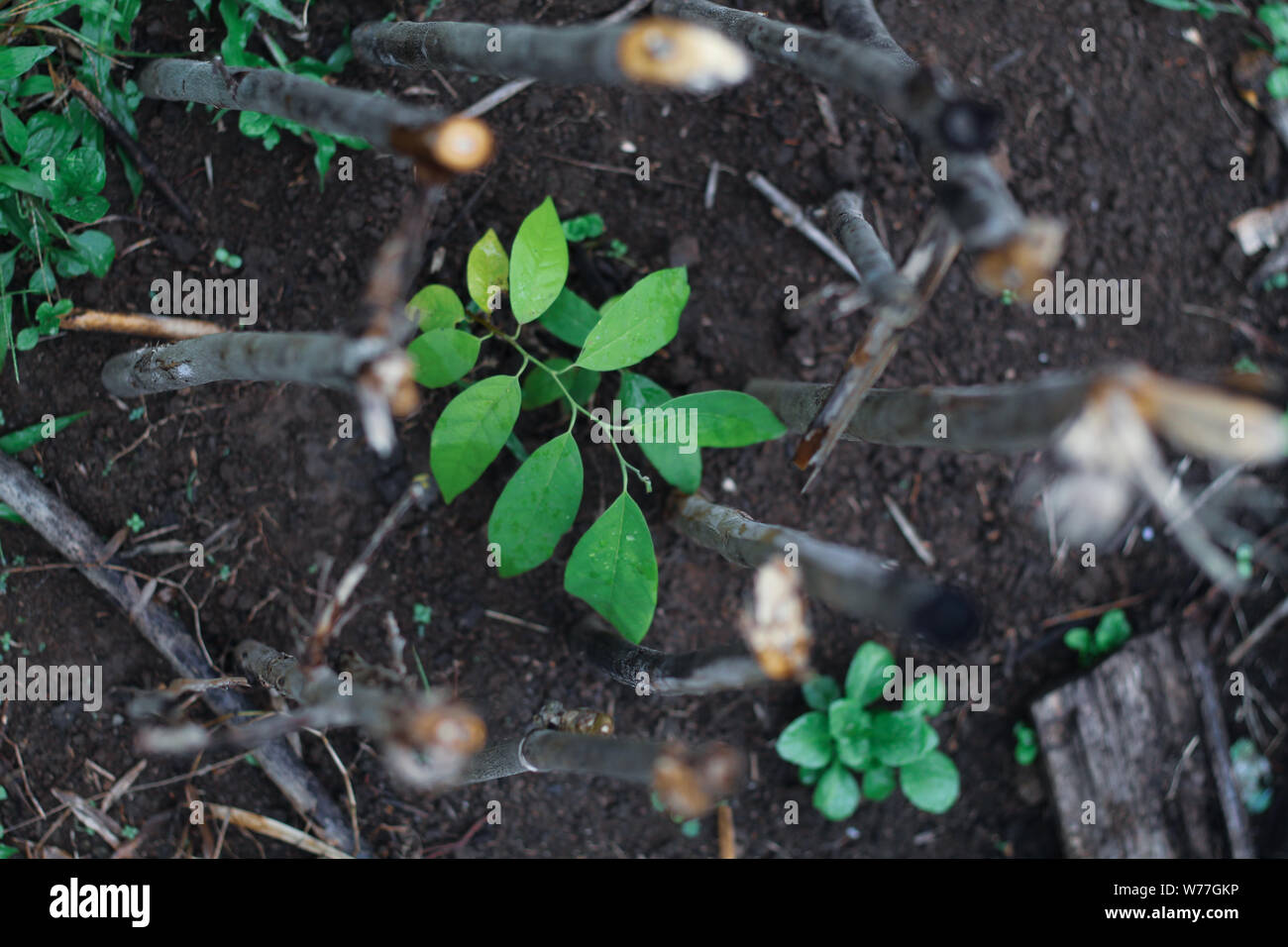 Random planting hi-res stock photography and images - Alamy