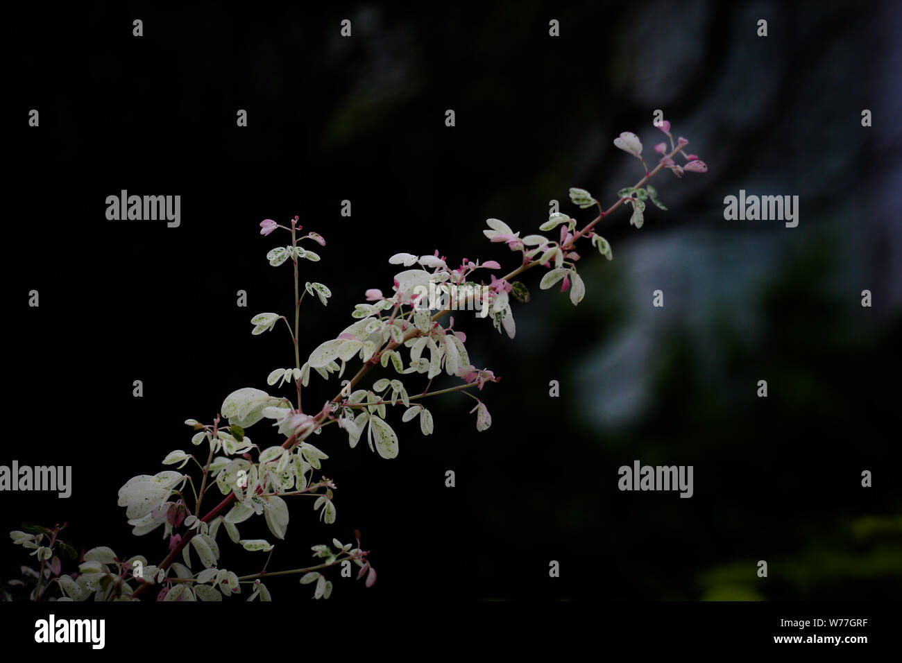 Random flowers hi-res stock photography and images - Alamy