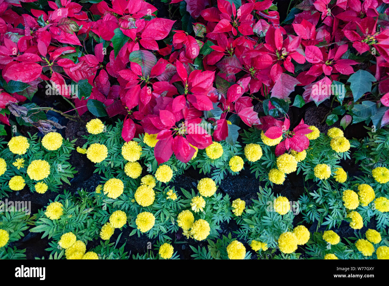 Flowers nong nooch tropical garden hi-res stock photography and images ...
