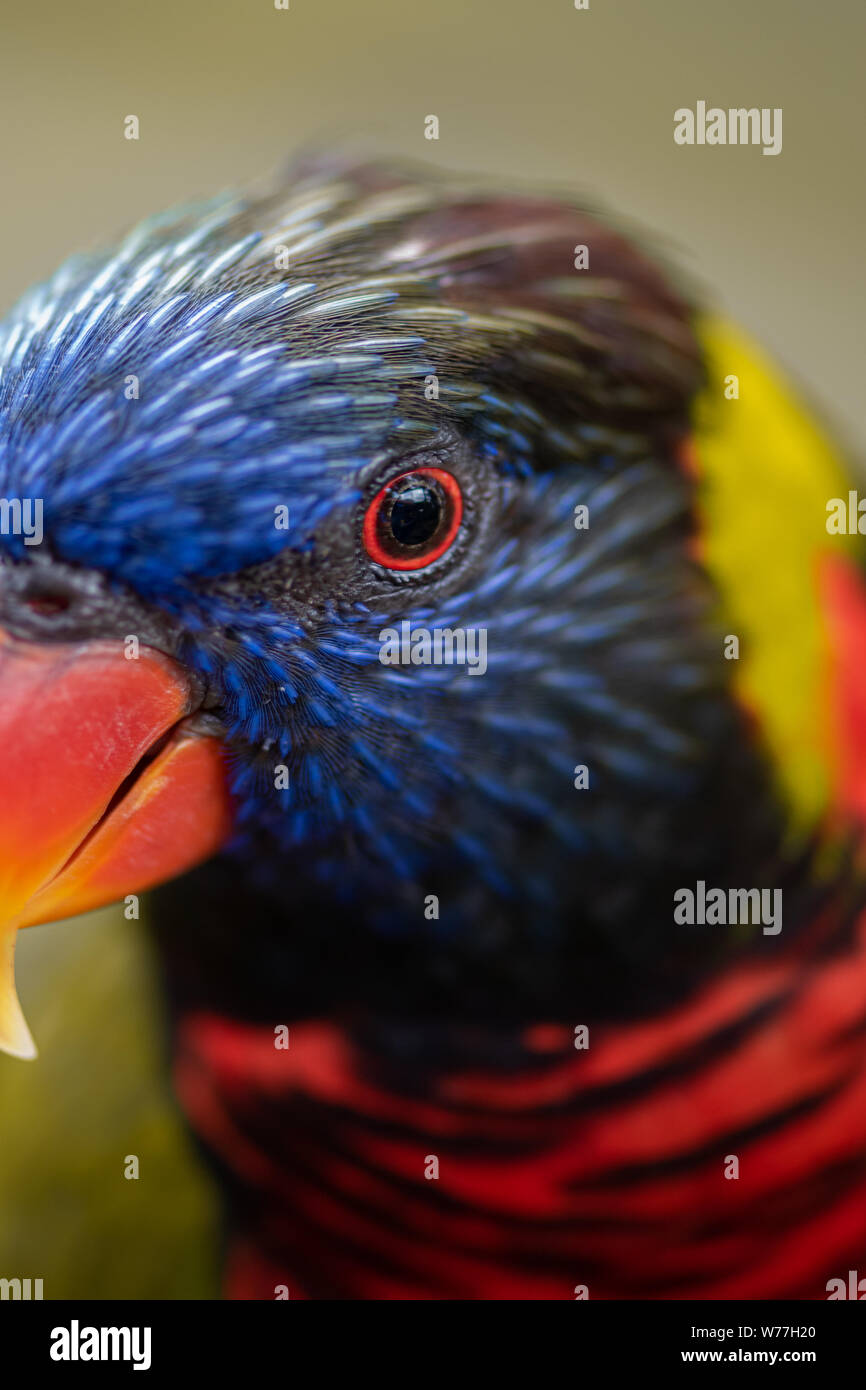 Coconut lorikeet Bird Close-up Trichoglossus haematodus Stock Photo - Alamy