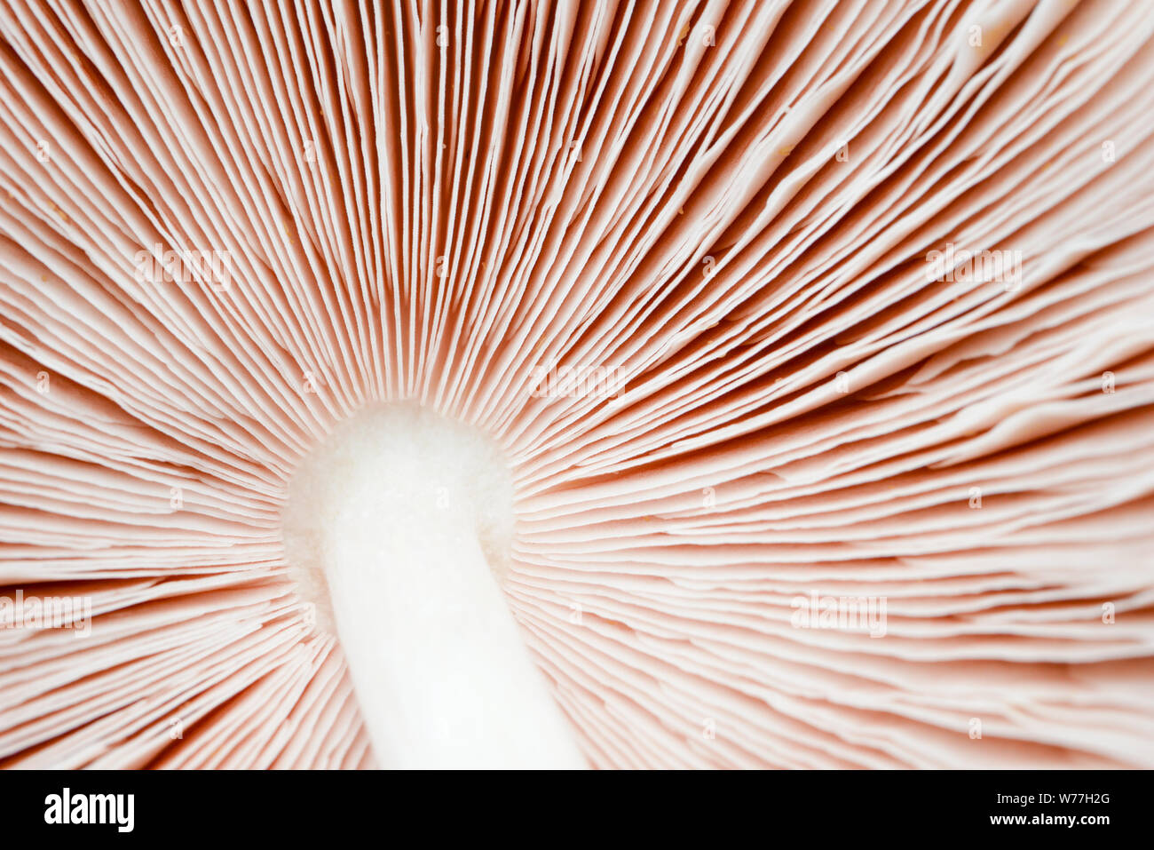 abstract nature background texture of Mushroom plants Stock Photo - Alamy