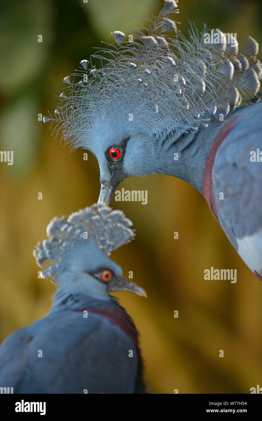 Two Victoria crowned pigeons, Goura victoria, close-up Stock Photo - Alamy