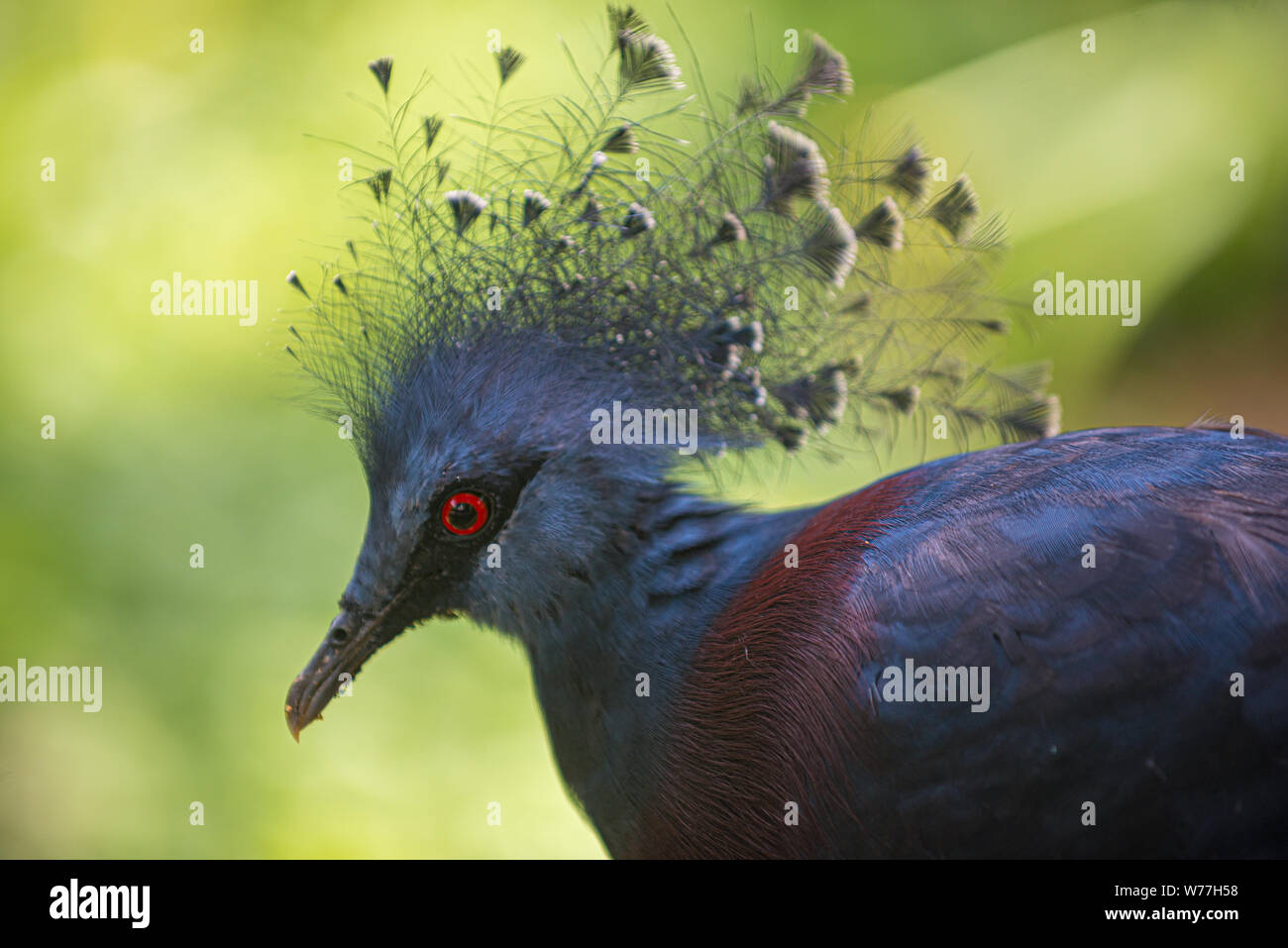 Victoria crowned pigeon, Goura victoria, profile close-up Stock Photo ...
