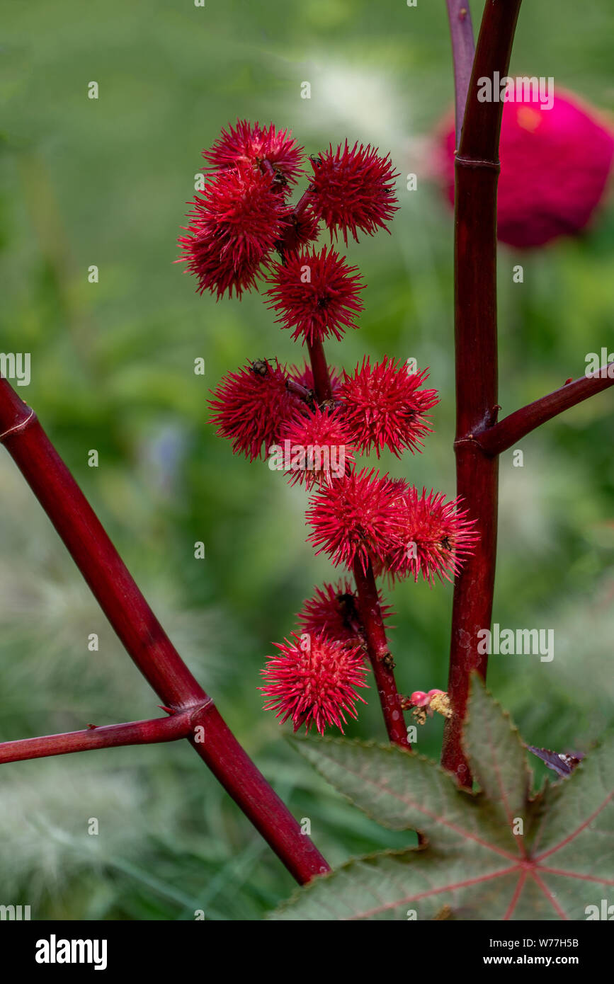 Red flowers of castor bean hi-res stock photography and images - Alamy