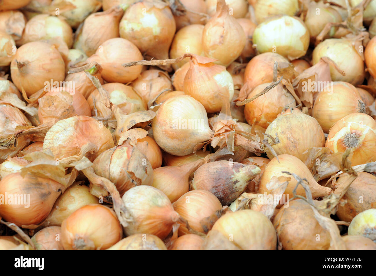 planting onion for background uses Stock Photo - Alamy