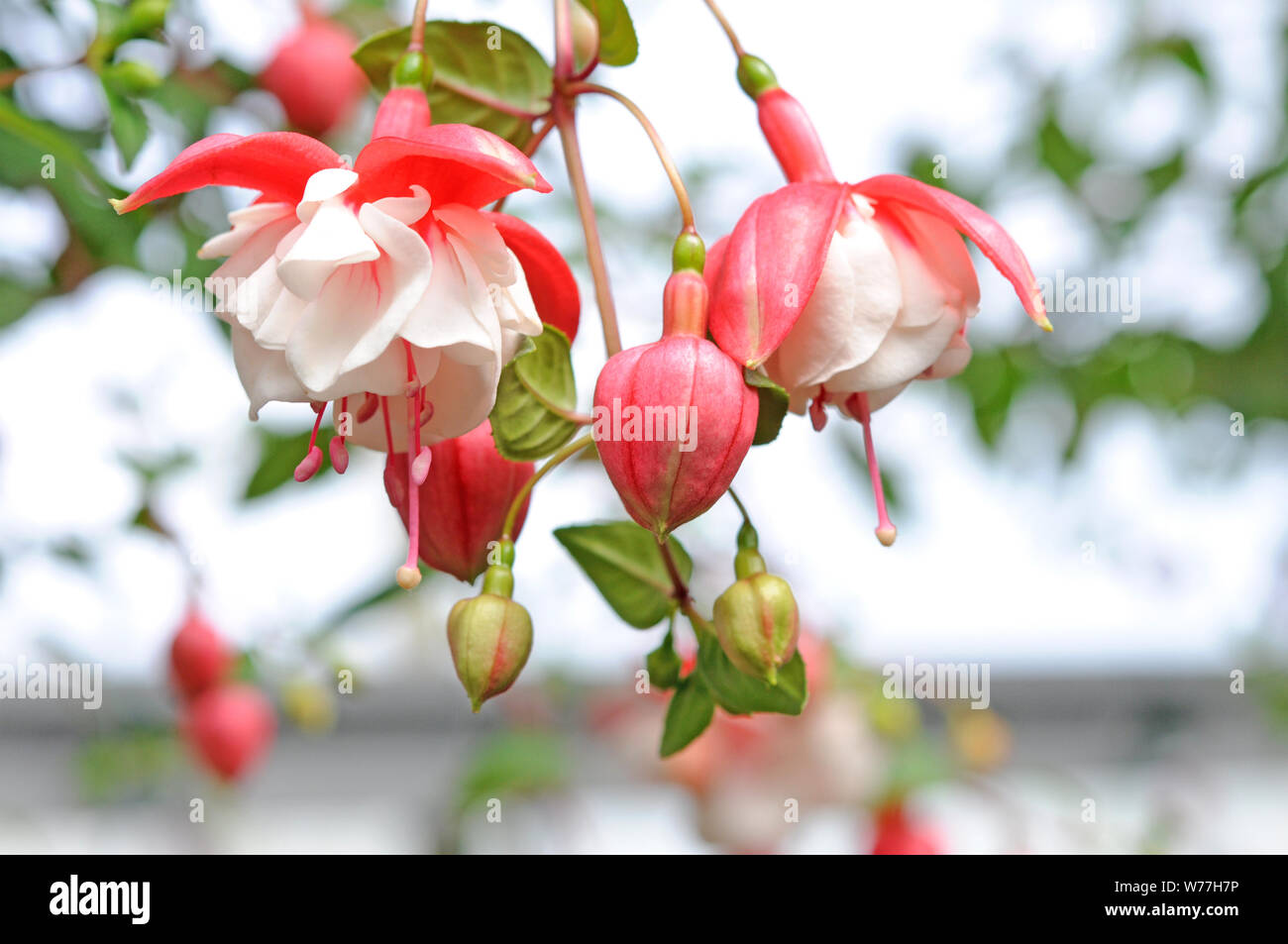 Fuchsia lena flowers in garden under sunny Stock Photo - Alamy