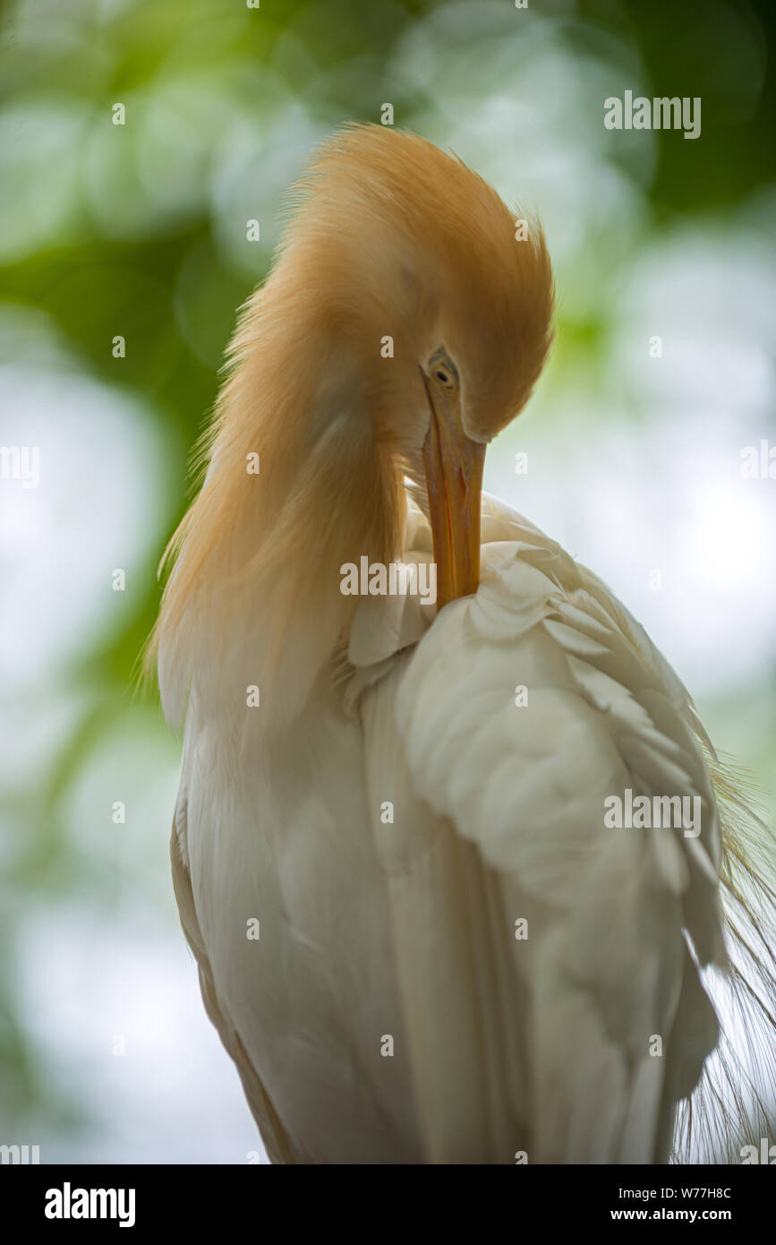 Eastern cattle egret bird Bubulcus coromandus grooming it's feathers ...
