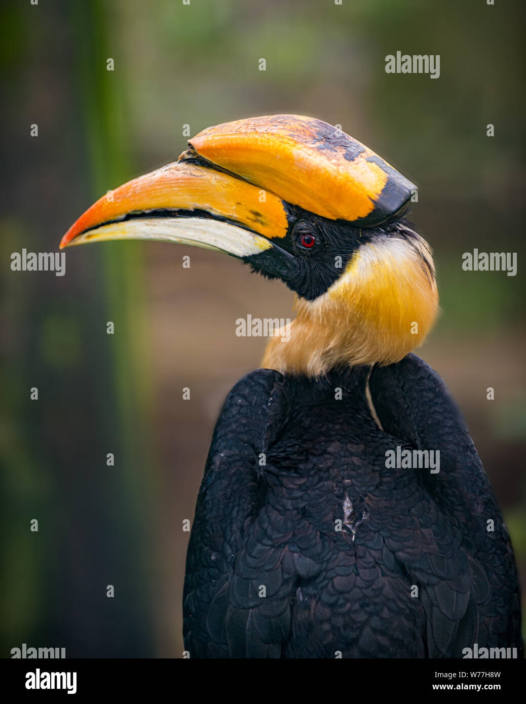 Buceros bicornis great indian hornbill hi-res stock photography and ...