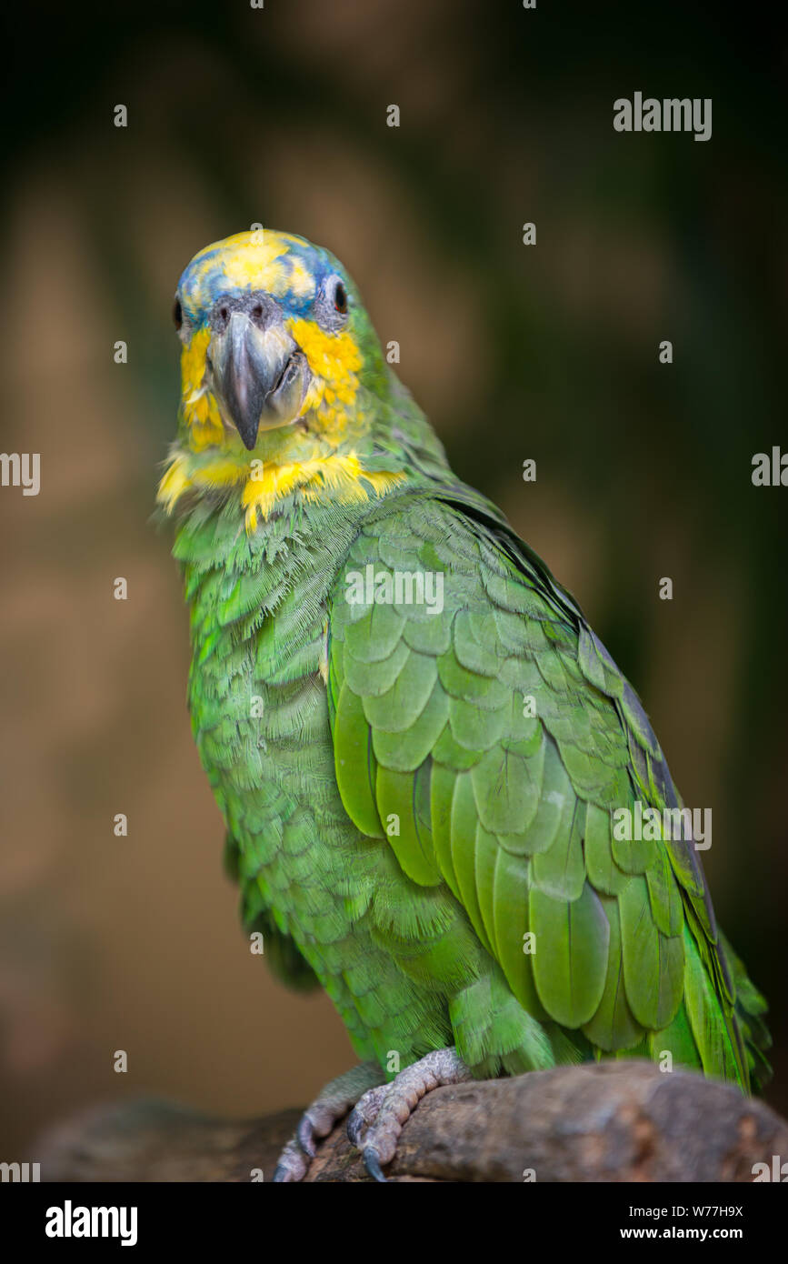 Orange winged amazon parrot Amazona amazonica close-up Stock Photo - Alamy