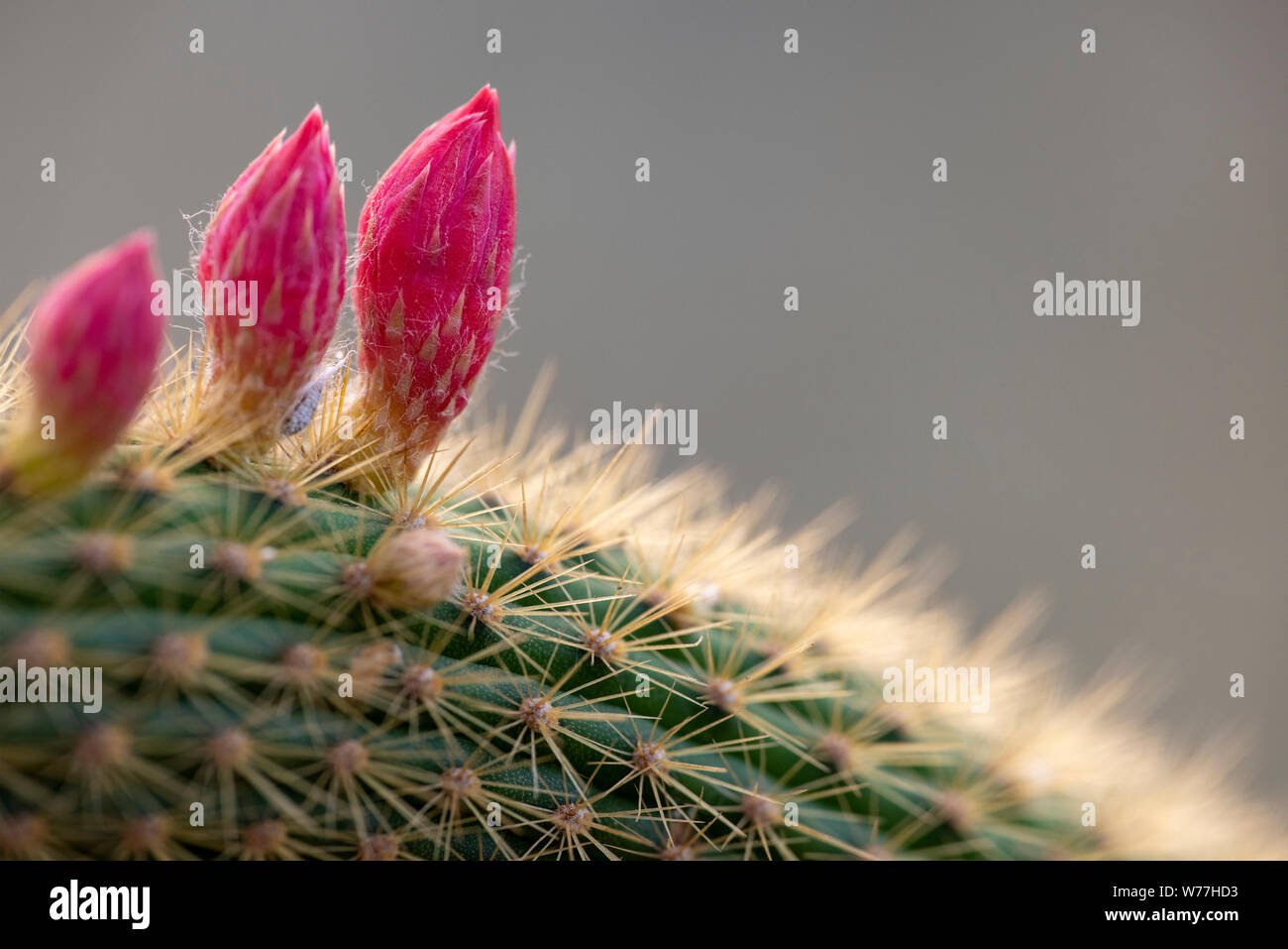 Cactus closeup in tropical garden Nong Nooch. Pattaya, Thailand Stock ...