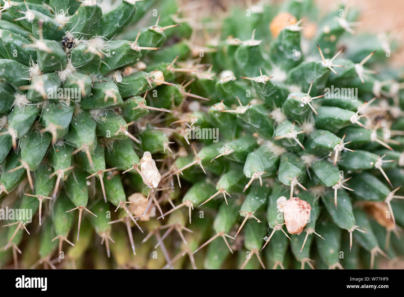 Cactus closeup in tropical garden Nong Nooch. Pattaya, Thailand Stock ...