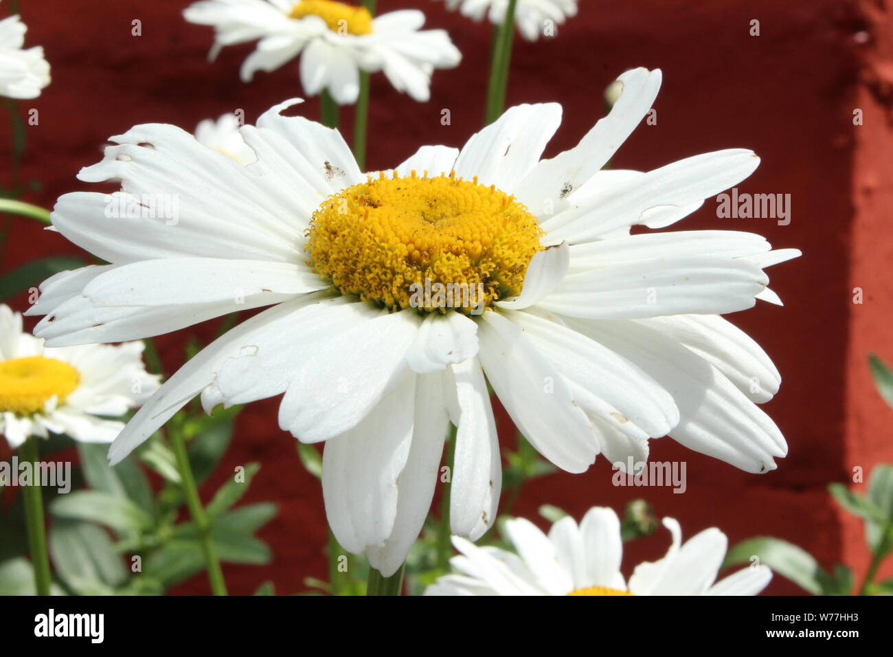 Big daisy hi-res stock photography and images - Alamy
