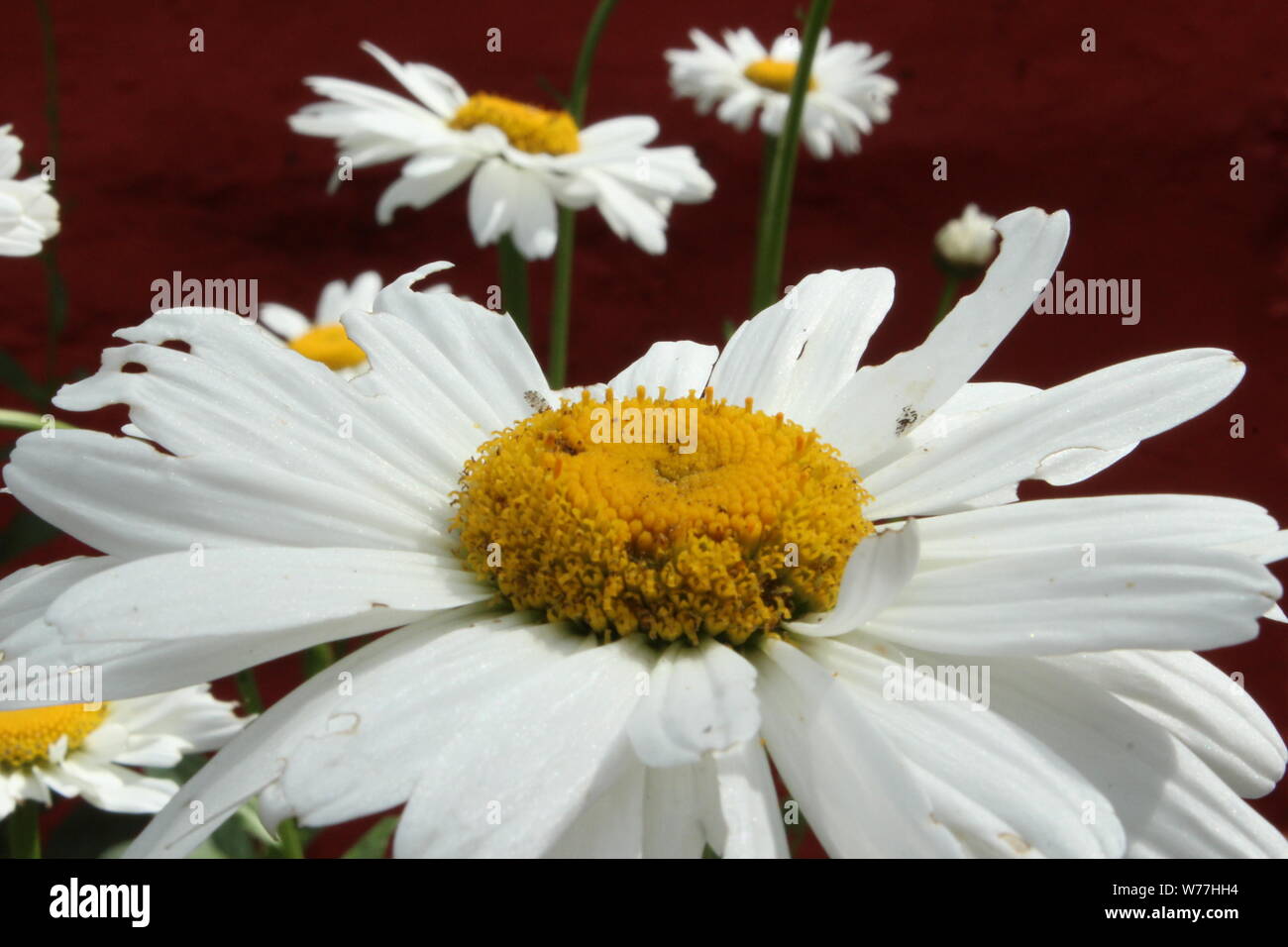 Big daisy hi-res stock photography and images - Alamy