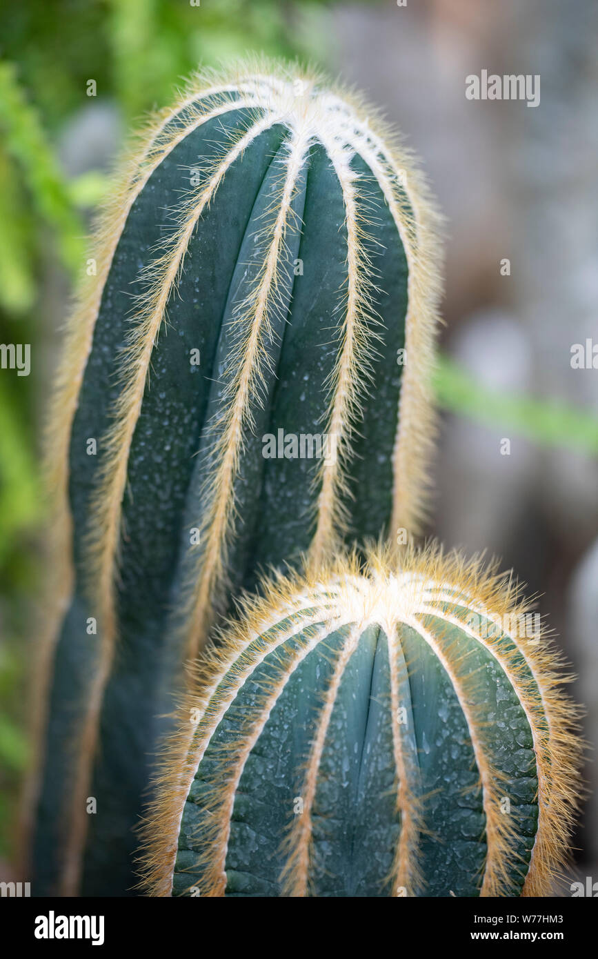 Cactus closeup in tropical garden Nong Nooch. Pattaya, Thailand Stock ...