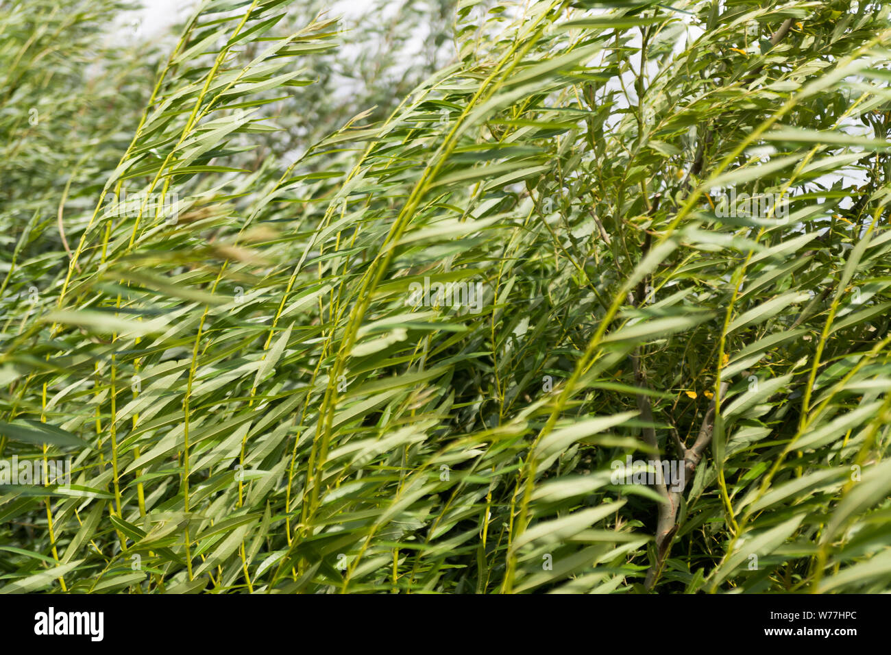Shiny reed flower hi-res stock photography and images - Alamy