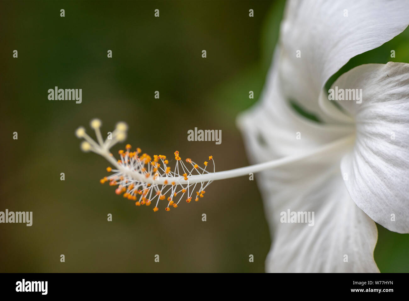 Hibiscus - flower close-up in natural light. Thailand Stock Photo - Alamy
