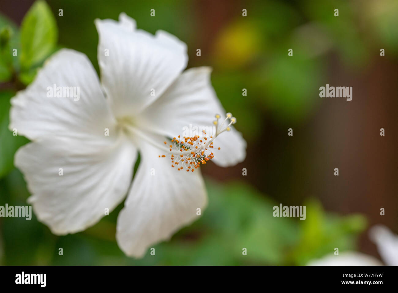 Hibiscus - flower close-up in natural light. Thailand Stock Photo - Alamy