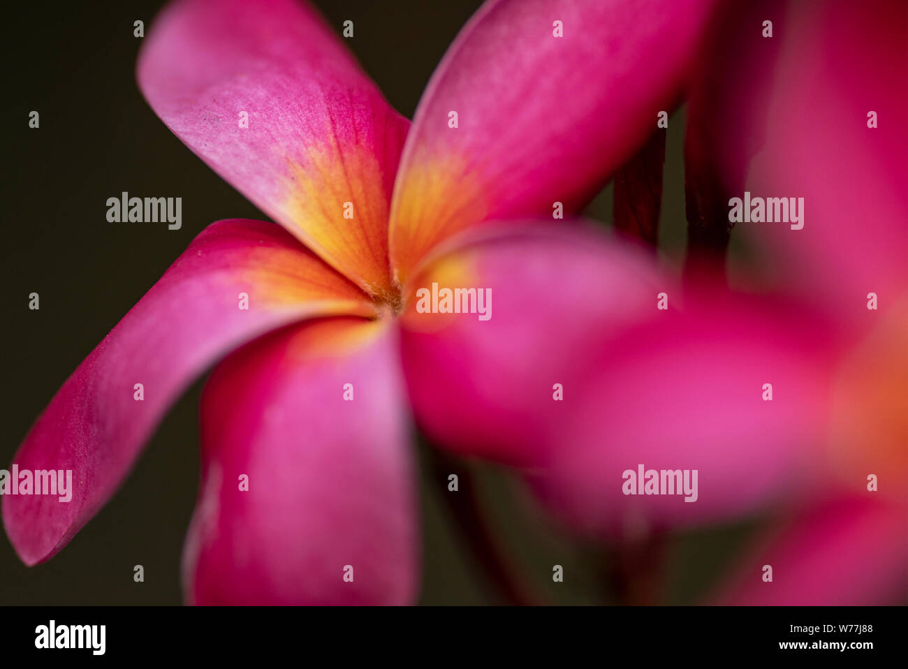 Red flowers of Plumeria rubra plant close-up in natural light. Thailand ...