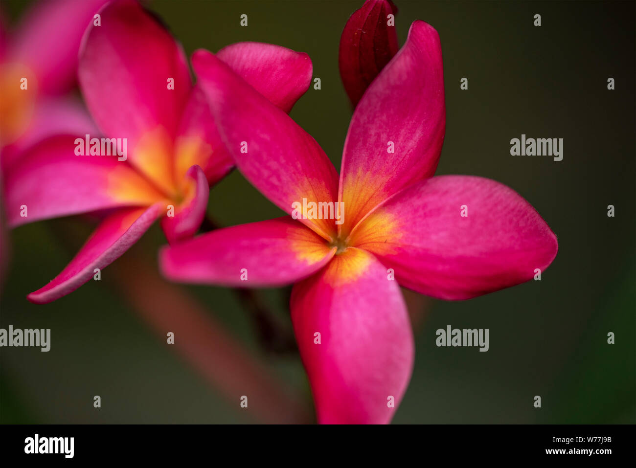 Red flowers of Plumeria rubra plant close-up in natural light. Thailand ...